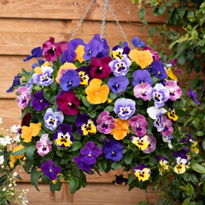 YouGarden Pansy 'Top Wave', Trailing Variety, 10 x Garden Ready Plug ...