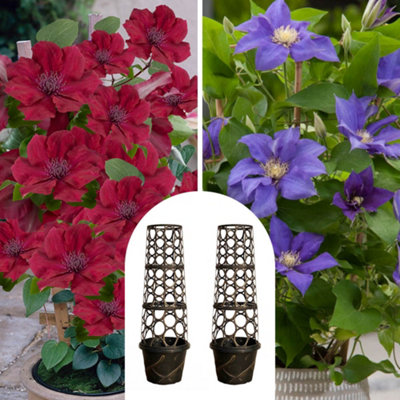 YouGarden Patio Clematis Collection, Set of Two 10.5cm Potted Plants ...