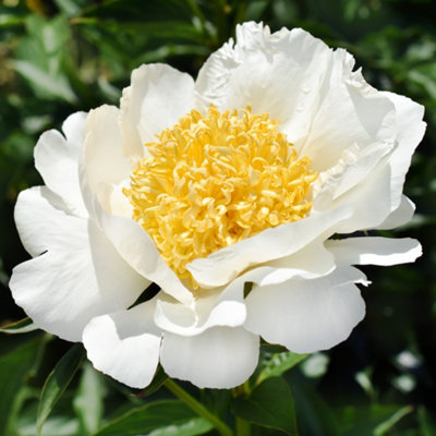 YouGarden Patio Peony 'Dublin', 1 x Bare Root Plant, With 2 to 3 Eyes ...
