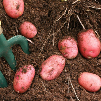 YouGarden Patio Potato Pack, Grow Your Own Potatos in Garden or on ...