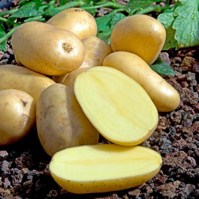 YouGarden Patio Potato Pack, Grow Your Own Potatos in Garden or on ...