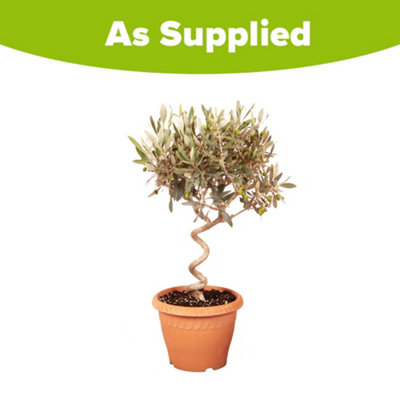 YouGarden Patio Spiral Stem Olive Tree, Established 80cm Tall Plant Supplied in Terracotta-Style ...