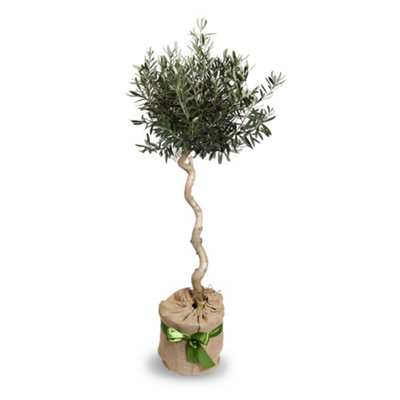 YouGarden Patio Spiral Stem Olive Tree in Gift Wrap, Established 120 ...