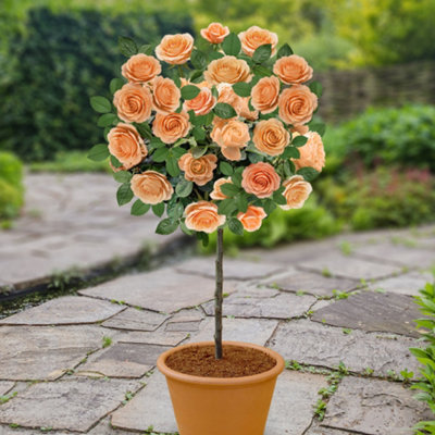 YouGarden Patio Standard Peach Rose, 4 Litre Pot, Ready To Plant ...