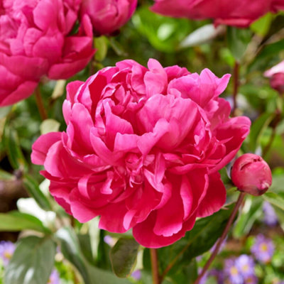 YouGarden Peony 'Red Sarah Bernhardt', 1 x Bare Root with 2/3 Eyes ...