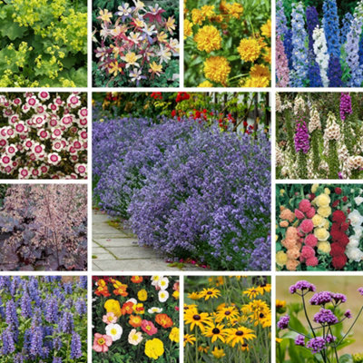 YouGarden Perennial Collection 12 Varieties Plus 12 Lavender 'Hidcote ...
