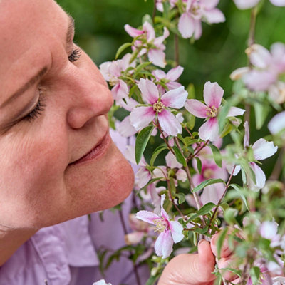 YouGarden Philadelphus 'Petite Perfume Pink' - Compact Fragrant Shrubs ...