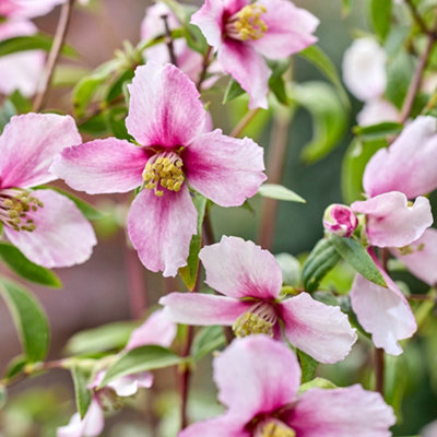 YouGarden Philadelphus 'Petite Perfume Pink' - Compact Fragrant Shrubs ...