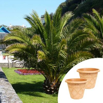 YouGarden Phoenix canariensis Canary Island Date Palms, Pair of ...