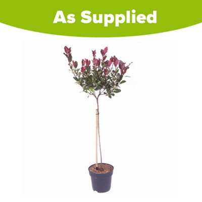 YouGarden Photinia 'Little Red Robin' Standard Tree (Approximately 70 ...