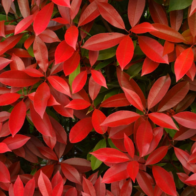 YouGarden Photinia 'Red Robin' Shrub Hedging Pack, 25 Plants in 9cm Pots