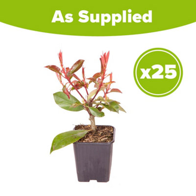 YouGarden Photinia 'Red Robin' Shrub Hedging Pack, 25 Plants in 9cm Pots