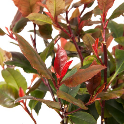 YouGarden Photinia 'Red Robin' Shrub Hedging Pack, 50 Plants in 9cm Pots