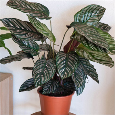 YouGarden Pin Stripe Calathea, Established Houseplant in 11cm Pot ...