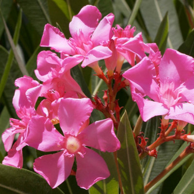 YouGarden Pink Flowering Oleander Half Standards, 18cm Potted, 95-115cm ...