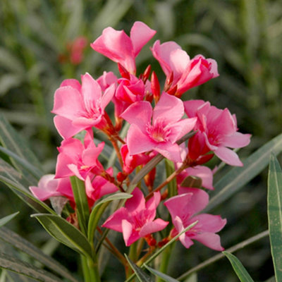YouGarden Pink Flowering Oleander Half Standards, 18cm Potted, 95-115cm ...