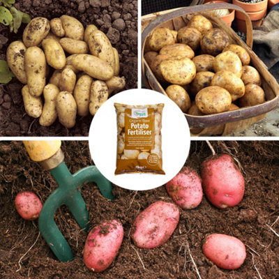 Shop YouGarden Potato Top Up Collection, with 18 Tubers, Six of Three ...