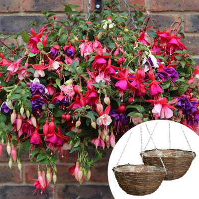 YouGarden Premium Preplanted Fuchsia Trailing Rattan Hanging Baskets ...
