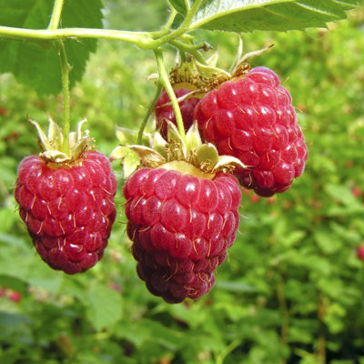 YouGarden Premium Raspberry 'Autumn Bliss' Fruit Plants, Pack of 10 ...