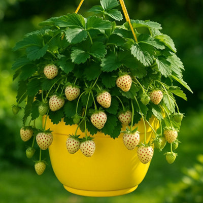 YouGarden Preplanted Strawberry Pineberry Hanging Baskets, Pair of 25cm ...