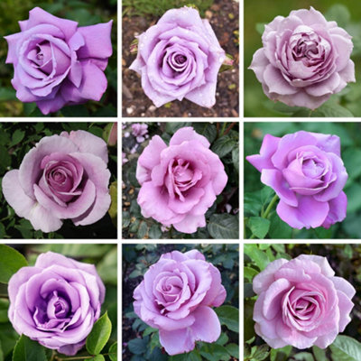 YouGarden Purple Rose, Established Rose Plant in 3-4L Pot, Ready to ...
