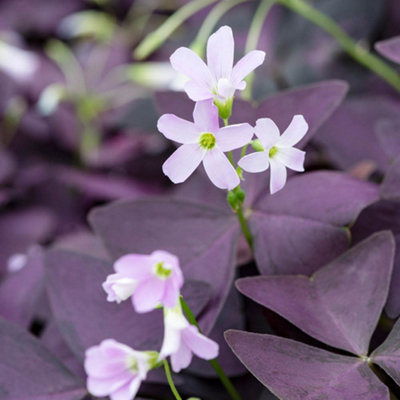 Where Can I Buy A Shamrock Plant