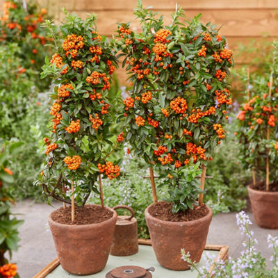 YouGarden Pyracantha 'Orange Star', Set of Three Established Plants in ...