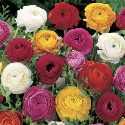 YouGarden Ranunculus, Set of 75 Bulbs, Size 3/4, Ready to Plant for ...