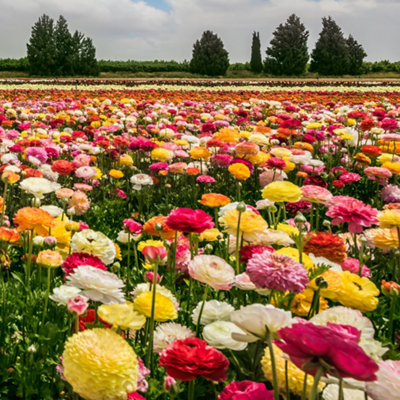 YouGarden Ranunculus, Set of 75 Bulbs, Size 3/4, Ready to Plant for ...