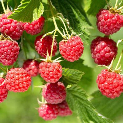 YouGarden Raspberry 'Lowberry Baby Dwarf', 1 Litre Pot, Ready To Plant ...