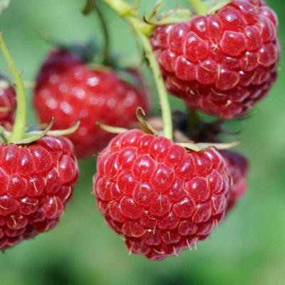 YouGarden Raspberry 'Lowberry Baby Dwarf', 1 Litre Pot, Ready To Plant ...