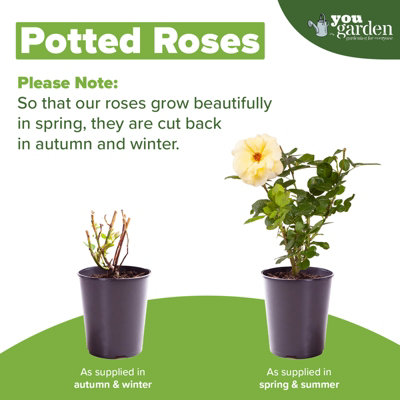 YouGarden Red Rose, Established Rose Plant in 3-4L Pot, Ready to Plant ...