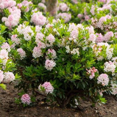 YouGarden Rhododendron 'Bloombux Light Pink', Set of Three Established ...