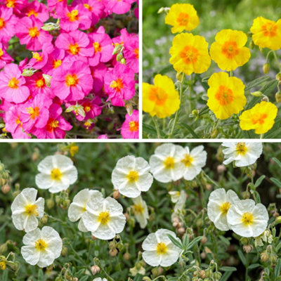 YouGarden Rock Rose Collection, 3 x Established Plants in 9cm Pots ...