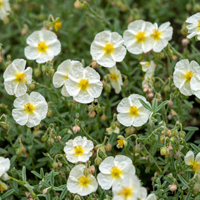 YouGarden Rock Rose Collection, 3 x Established Plants in 9cm Pots ...