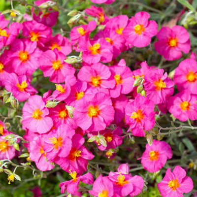 YouGarden Rock Rose Collection, 3 x Established Plants in 9cm Pots ...