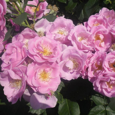 YouGarden Rose 'Ask Maureen' 3L Pot