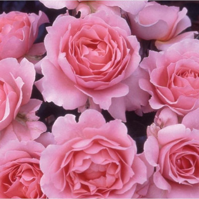 YouGarden Rose 'Ask Maureen' 3L Pot