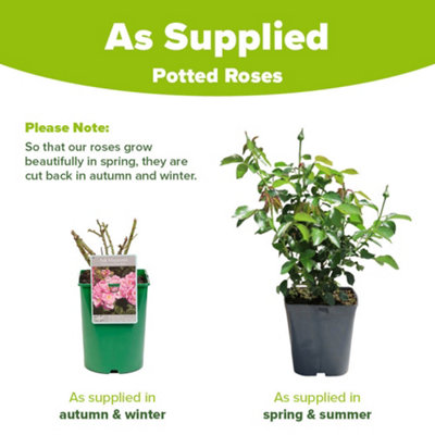YouGarden Rose 'Ask Maureen' 3L Pot