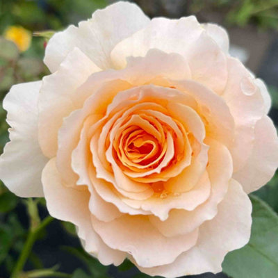 YouGarden Rose 'At Peace Apricot', Established Rose in 3L Pot, Ready to ...