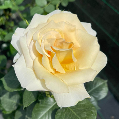 YOUGARDEN ROSE 'BEST TEACHER EVER', 3L POTTED ROSE, READY TO PLANT