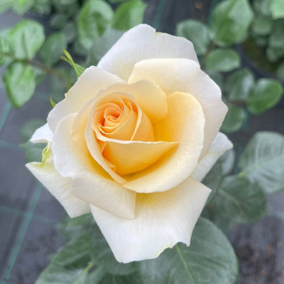 YOUGARDEN ROSE 'BEST TEACHER EVER', 3L POTTED ROSE, READY TO PLANT