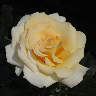 YouGarden Rose 'Best Teacher Ever', 3L Potted Rose, Ready to Plant