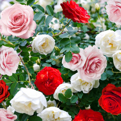 YouGarden Rose Bush Trio, Established Plant in 4 Litre Pot, Rose for ...