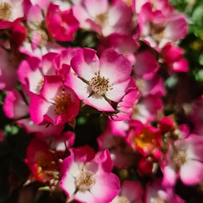 YouGarden Rose Cutie Pie Three Established Plants in 9cm Pots Ready for ...