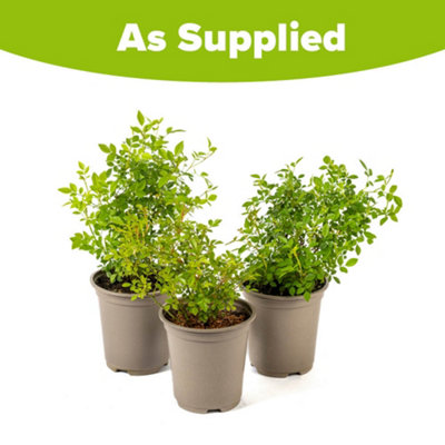 YOUGARDEN ROSE CUTIE PIE THREE ESTABLISHED PLANTS IN 9CM POTS READY FOR ...