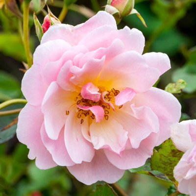 YouGarden Rose 'Felicia', 2 x Bare Root Hybrid Musk Shrub Roses, Highly ...