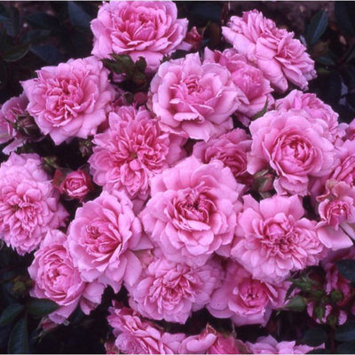 YouGarden Rose 'Graciously Pink', Established Rose in 3 Litre Pot ...