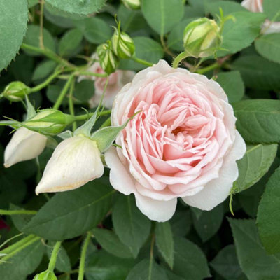 YouGarden Rose 'Home Sweet Home', Established Rose in 3 Litre Pot ...