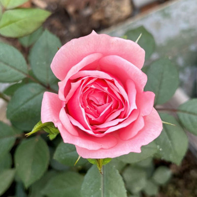 YouGarden Rose 'Jennifer Rose Sell' 3L Pot